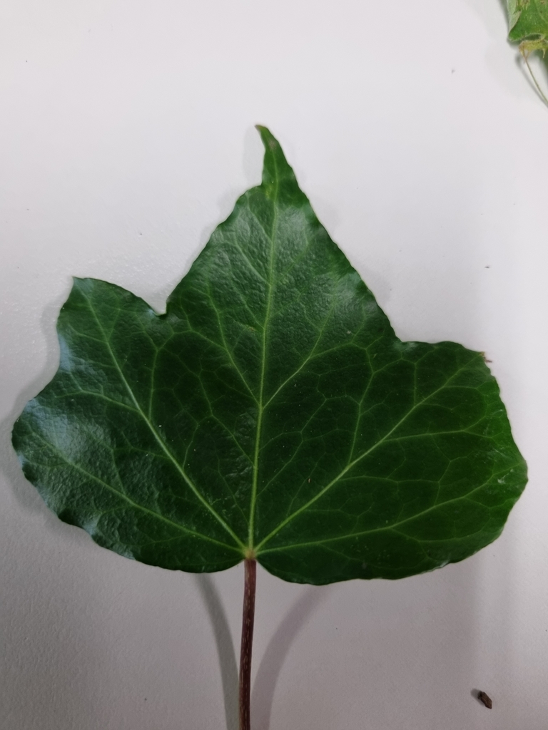 common ivy from Lithgow NSW 2790, Australia on May 18, 2023 at 03:44 PM ...