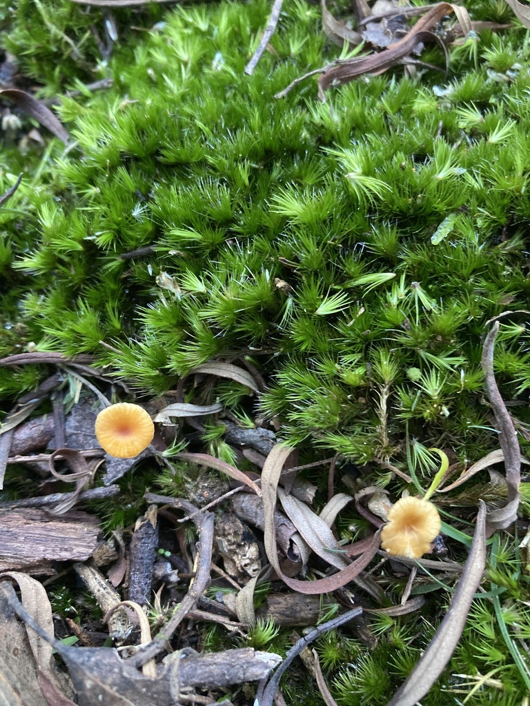 Orange Moss Agaric from Tasmania, Tonganah, TAS, AU on May 18, 2023 at ...
