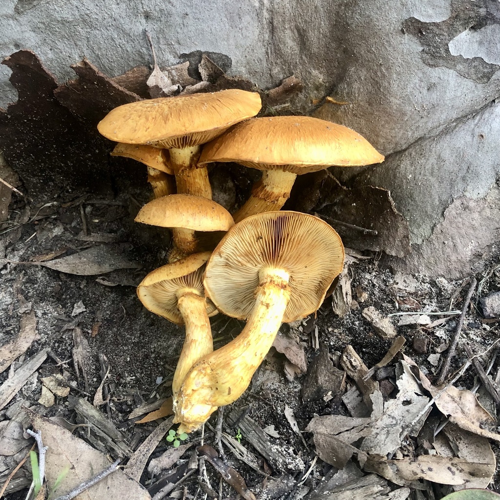 Spectacular Rustgill From Macquarie University Hospital Macquarie Park spectacular-rustgill-from-macquarie-university-hospital-macquarie-park