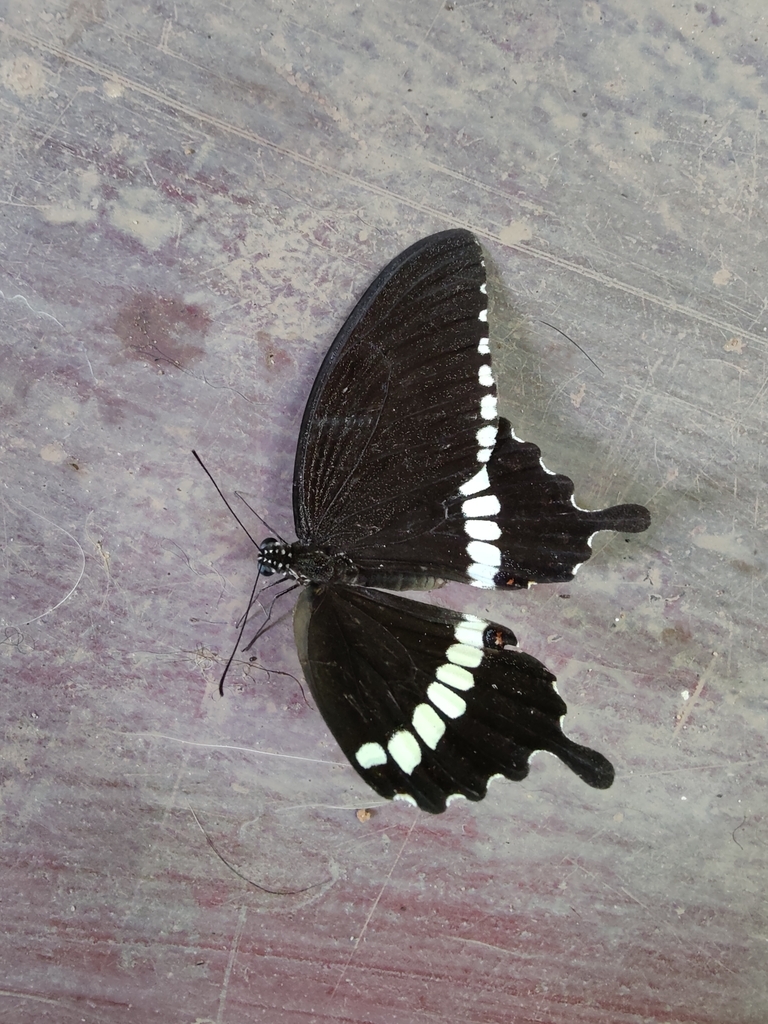 Common Mormon Swallowtail from No 62 Beck n Josh, Bornmann Enclave, BDS ...