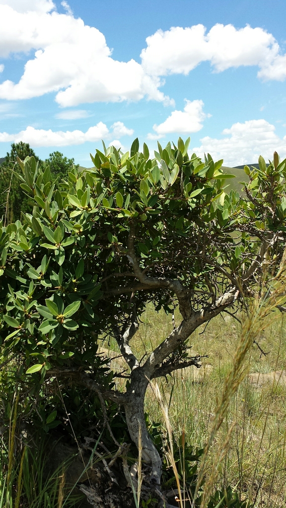 (Ficus menabeensis) - Botanical Realm