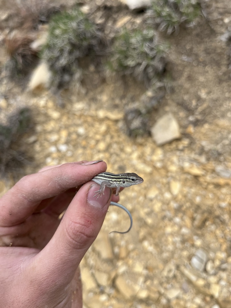 Prairie Racerunner in May 2023 by Liam Hopkins. Only herp at an area ...