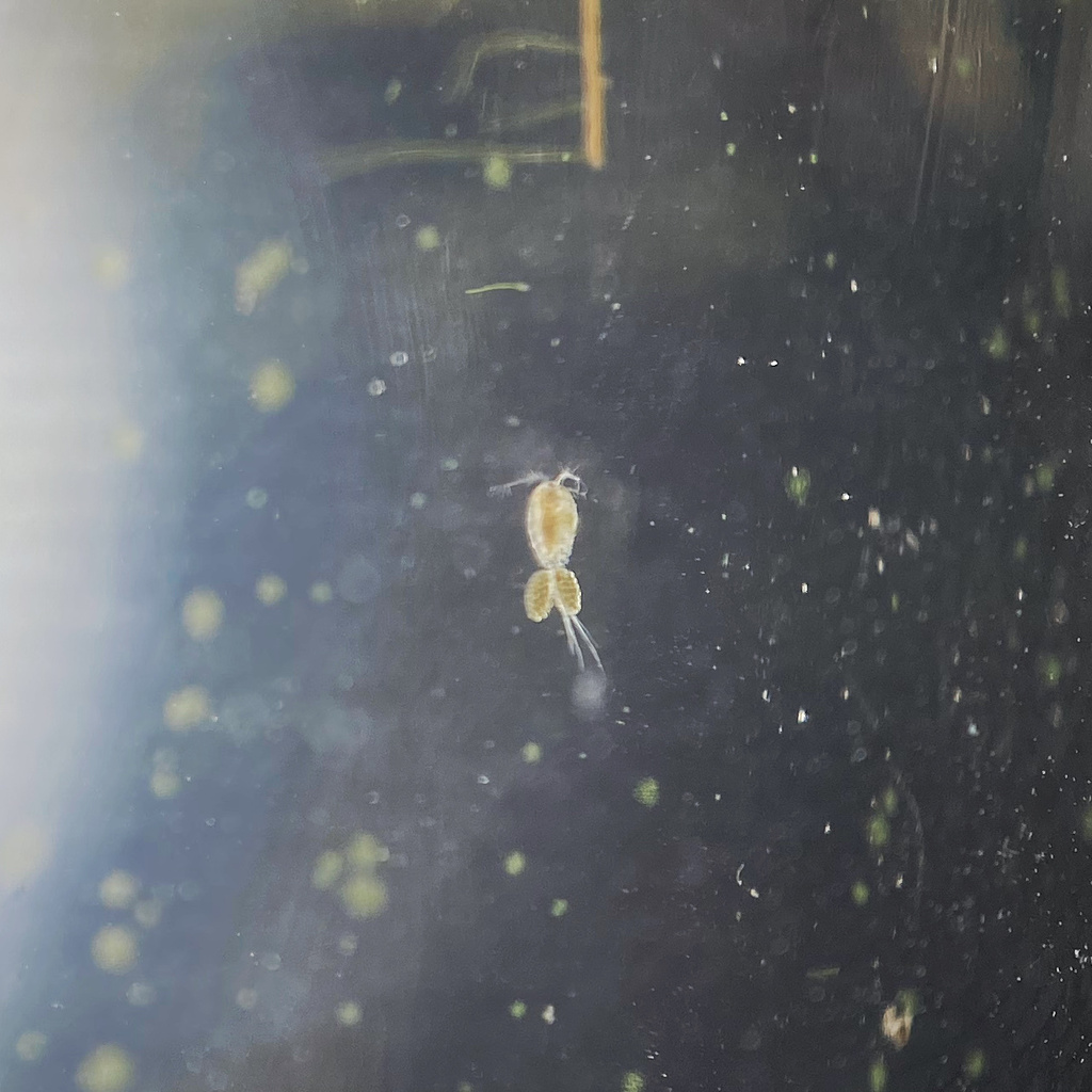 Cyclopidae from Te Waipounamu/South Island, Rolleston, Canterbury, NZ ...