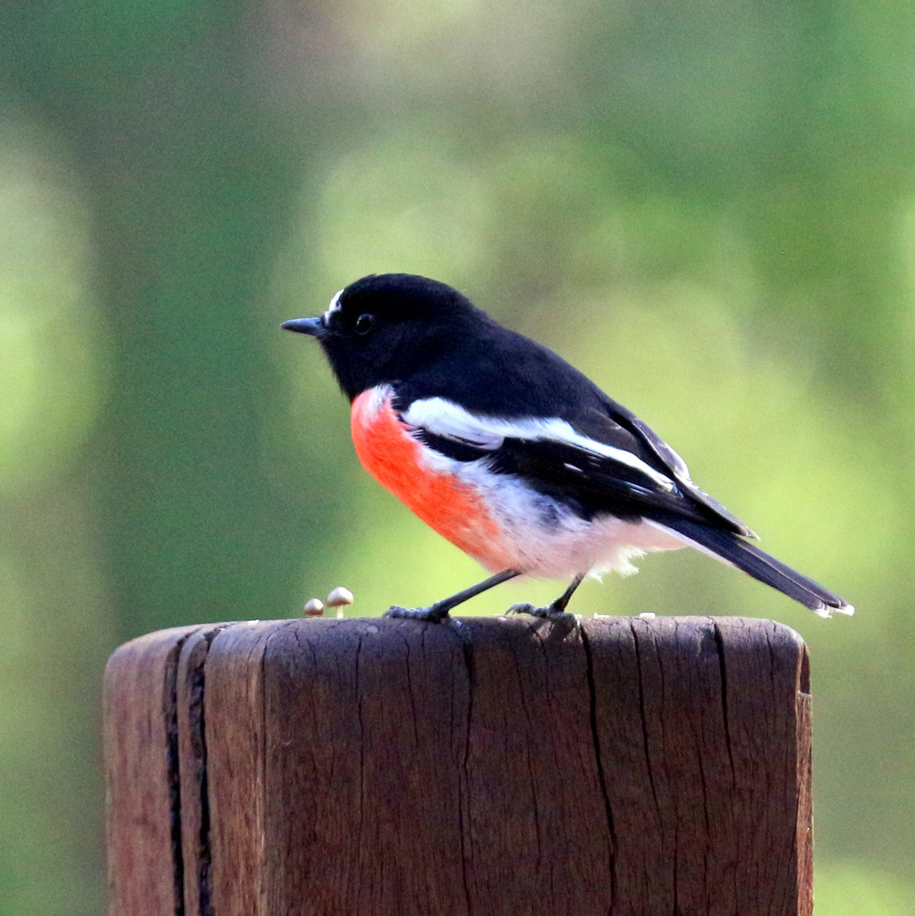 Western Scarlet Robin from Redgate WA 6286, Australia on May 18, 2023 ...