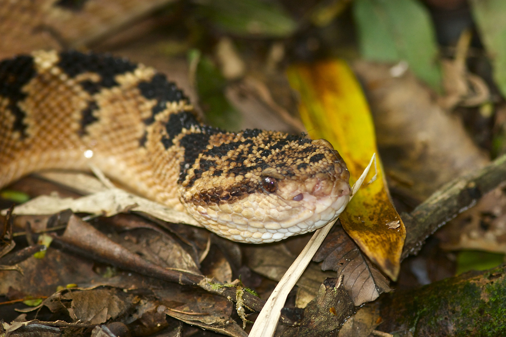 South American Bushmaster in November 2007 by cotinga · iNaturalist