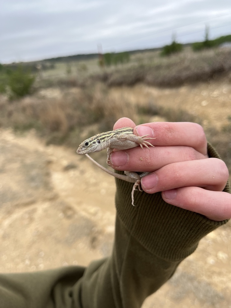 Prairie Racerunner in May 2023 by Liam Hopkins. Russell County ...