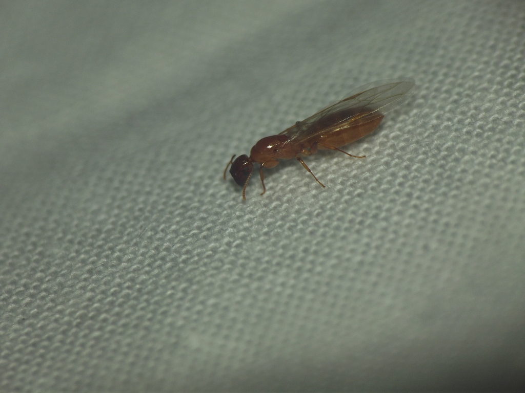 Gate-keeper Ants from Hingaara- The Nature Stay on May 13, 2023 at 01: ...