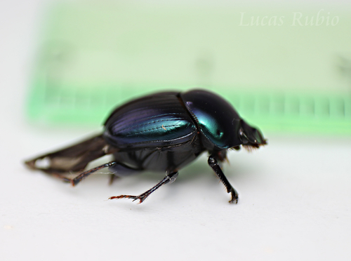 Canthidium imperiale · iNaturalist