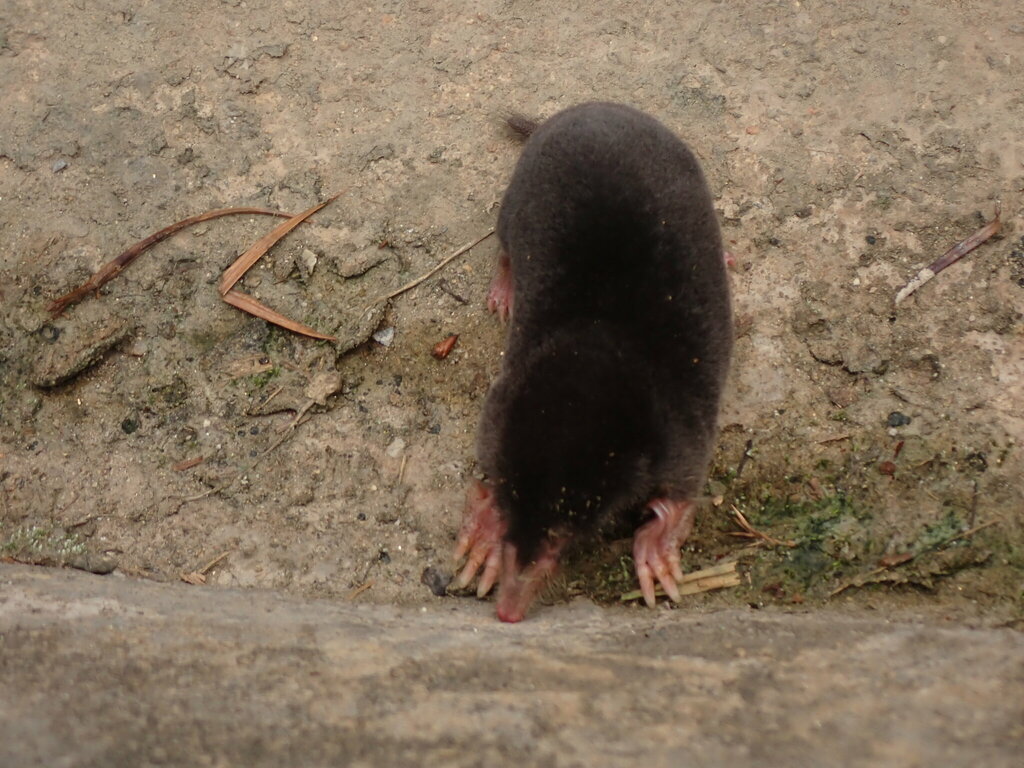 Euroscaptor Asian Moles from Lao Chải, Tp. Lào Cai, Lào Cai, Vietnam on ...