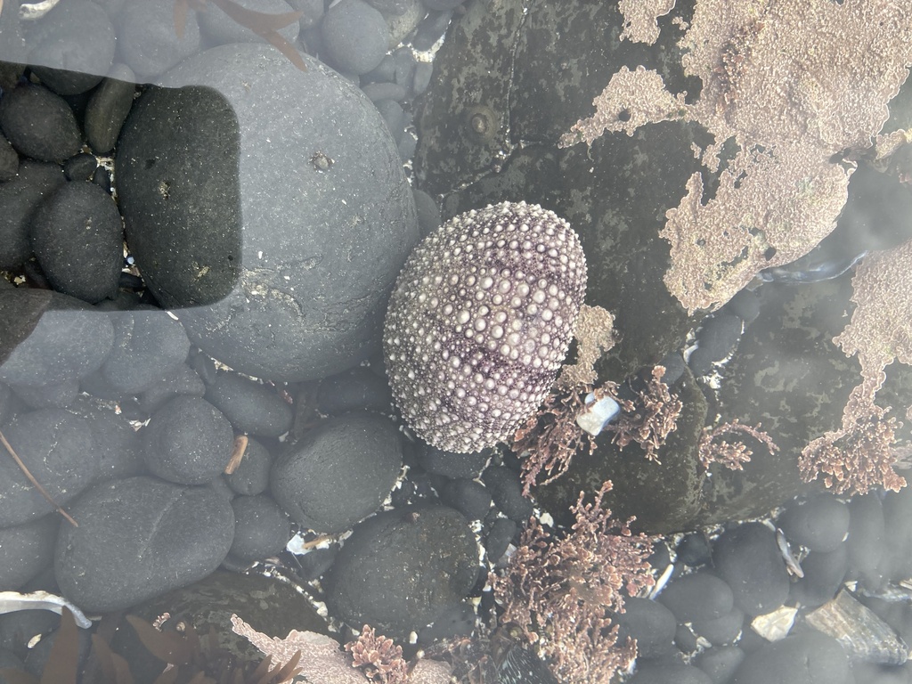 Pacific Purple Sea Urchin from Thomsen Rd, Hood River, OR, US on April ...