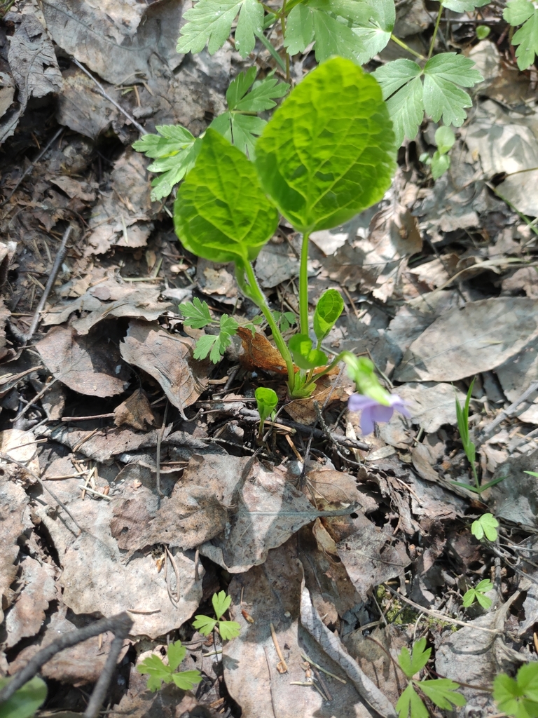 Broad-leaved Violet from Свердловская обл., Россия, 624351 on May 18 ...
