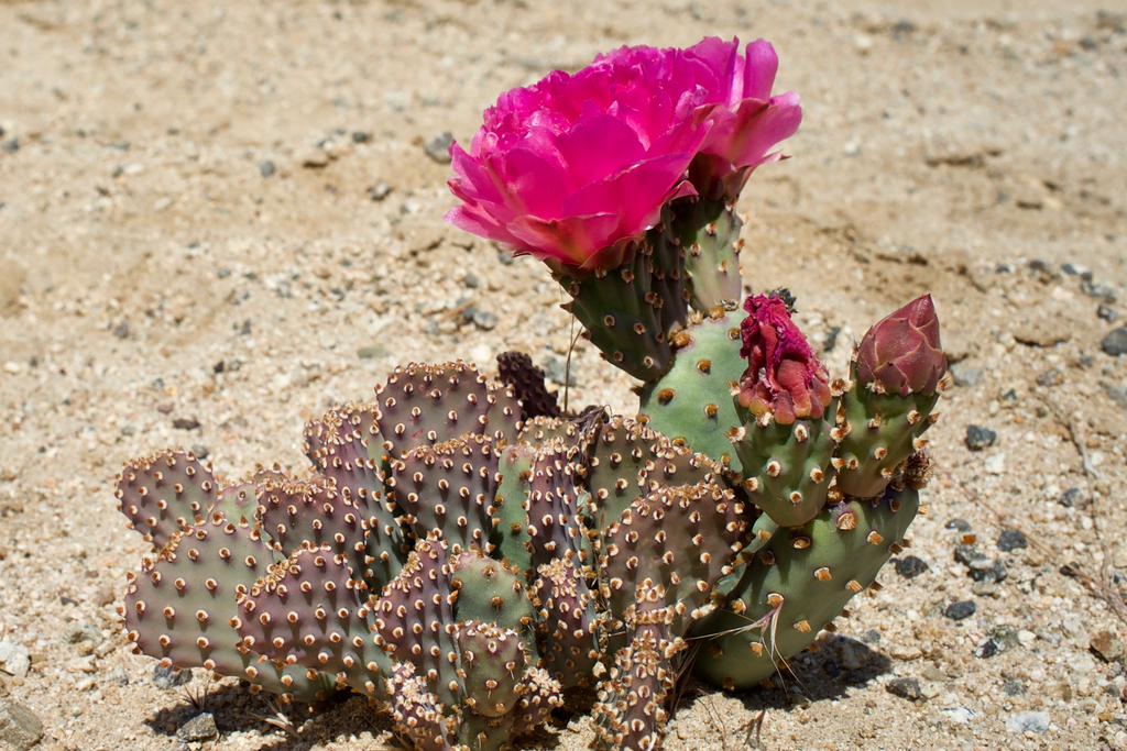 Short-joint Beavertail Pricklypear in May 2023 by Manzanita Dictionary ...