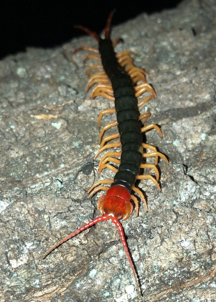 Chinese Red-headed Centipede from 東京農業大学 厚木キャンパス, 厚木市, 神奈川県, JP on May ...