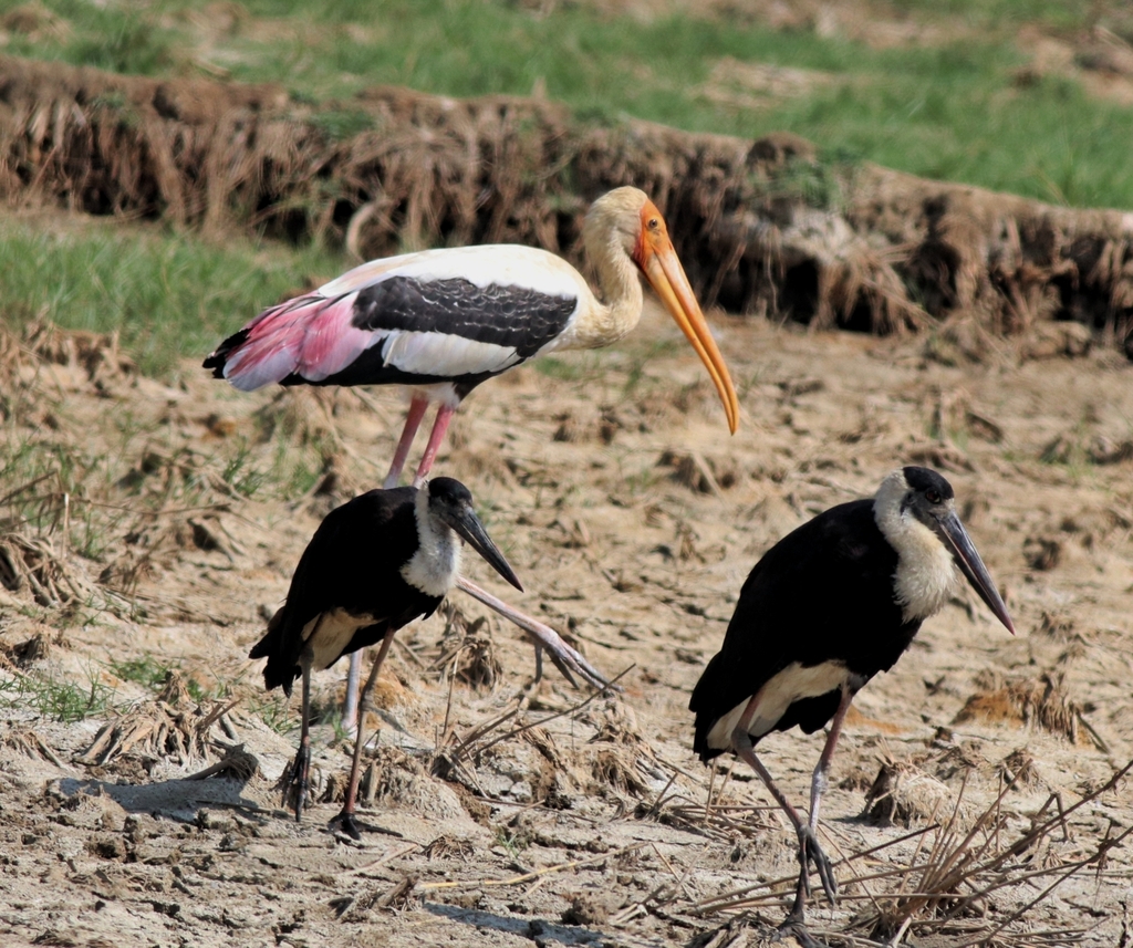 Asian Woolly-necked Stork in March 2023 by Afsar Nayakkan · iNaturalist