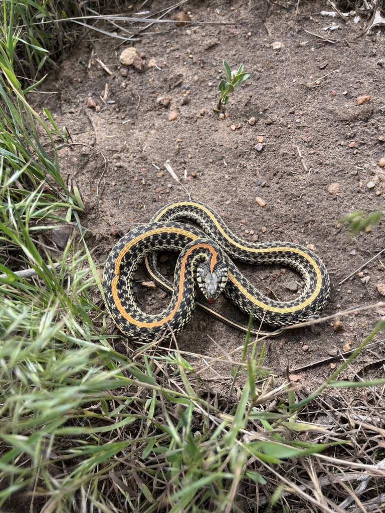 Plains Garter Snake in May 2023 by Liam Hopkins. The most beautiful ...
