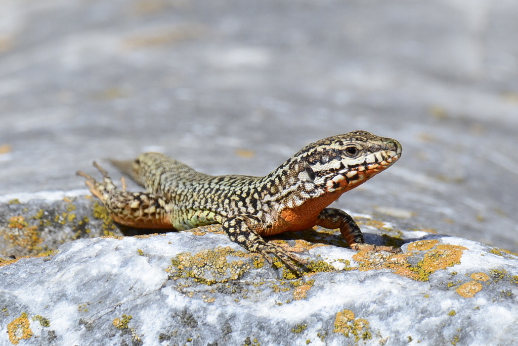 Erhard's Wall Lizard from West Macedonia Region, Greece on May 18, 2017 ...