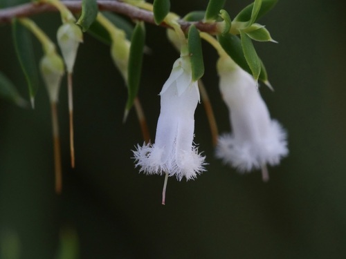 Styphelia inframediana · iNaturalist