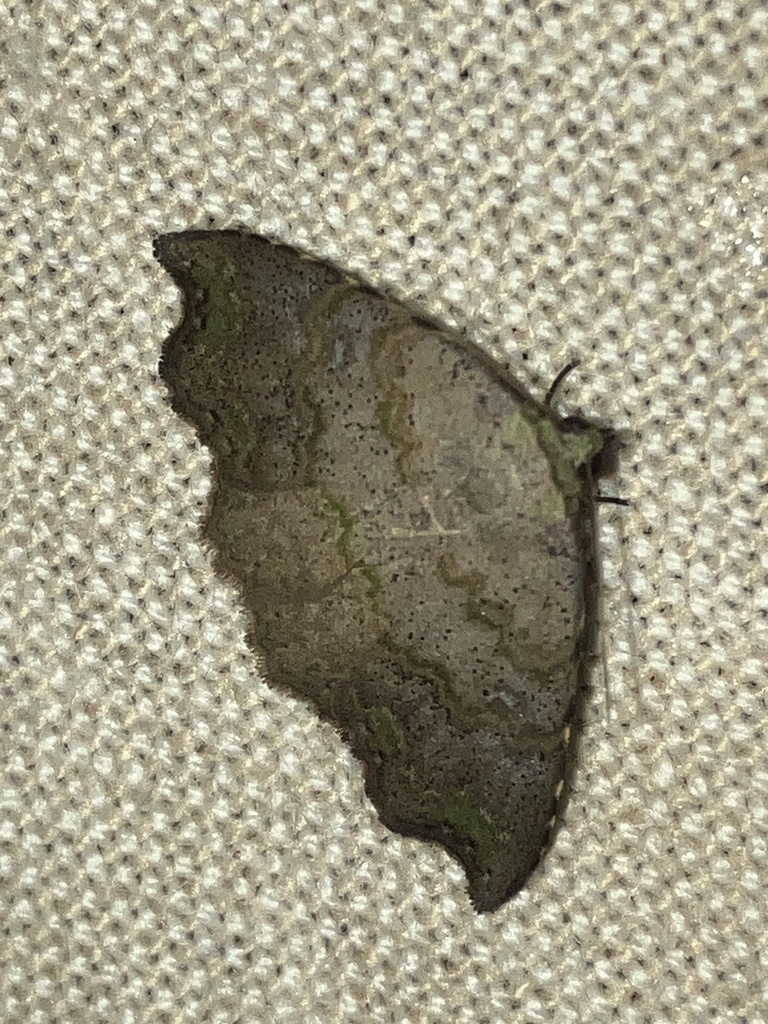 Boletobiinae from Mandagadde Bird Sanctuary, Shivamogga, KA, IN on May ...