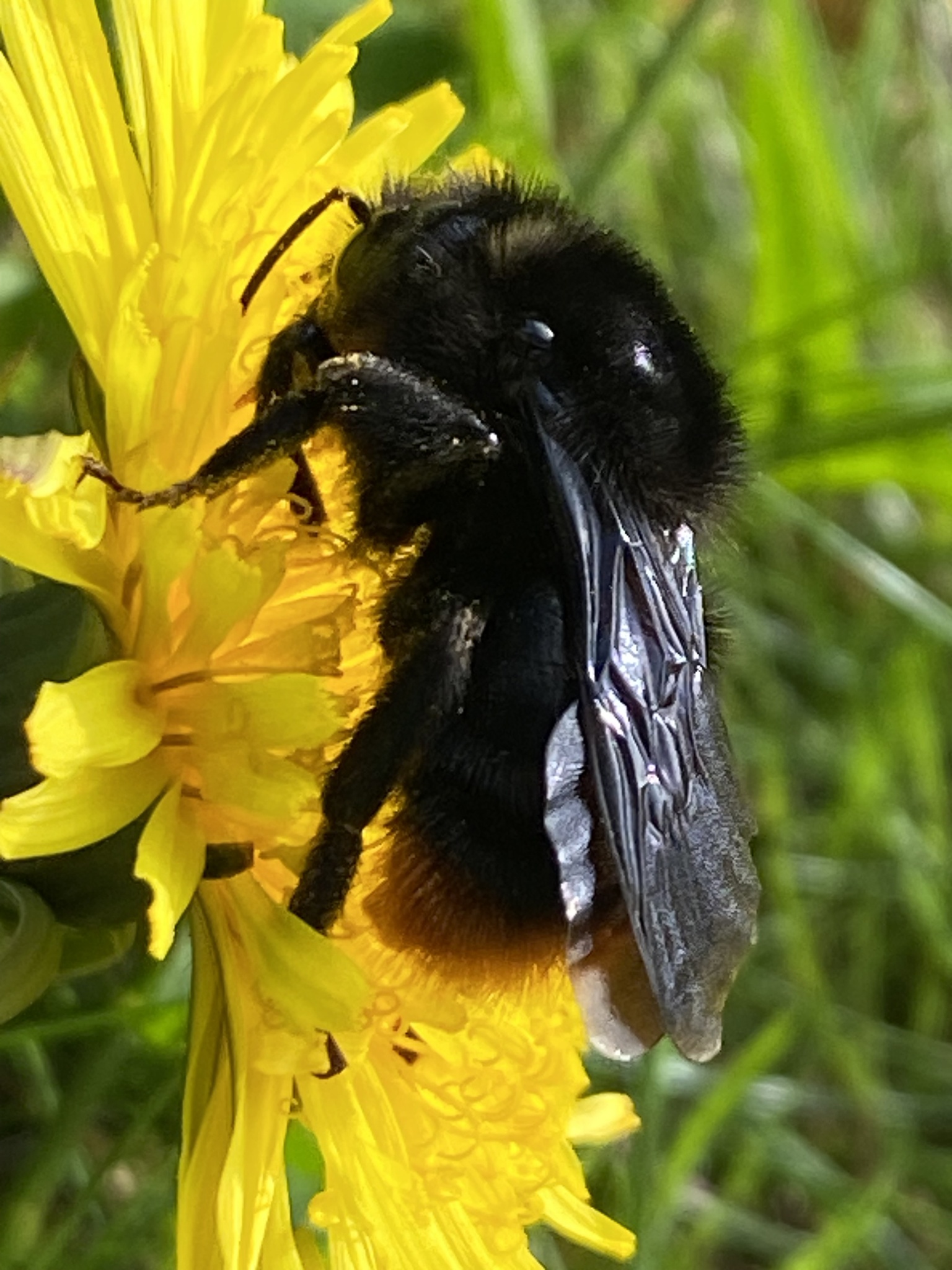 Bombus rupestris (Fabricius, 1793)