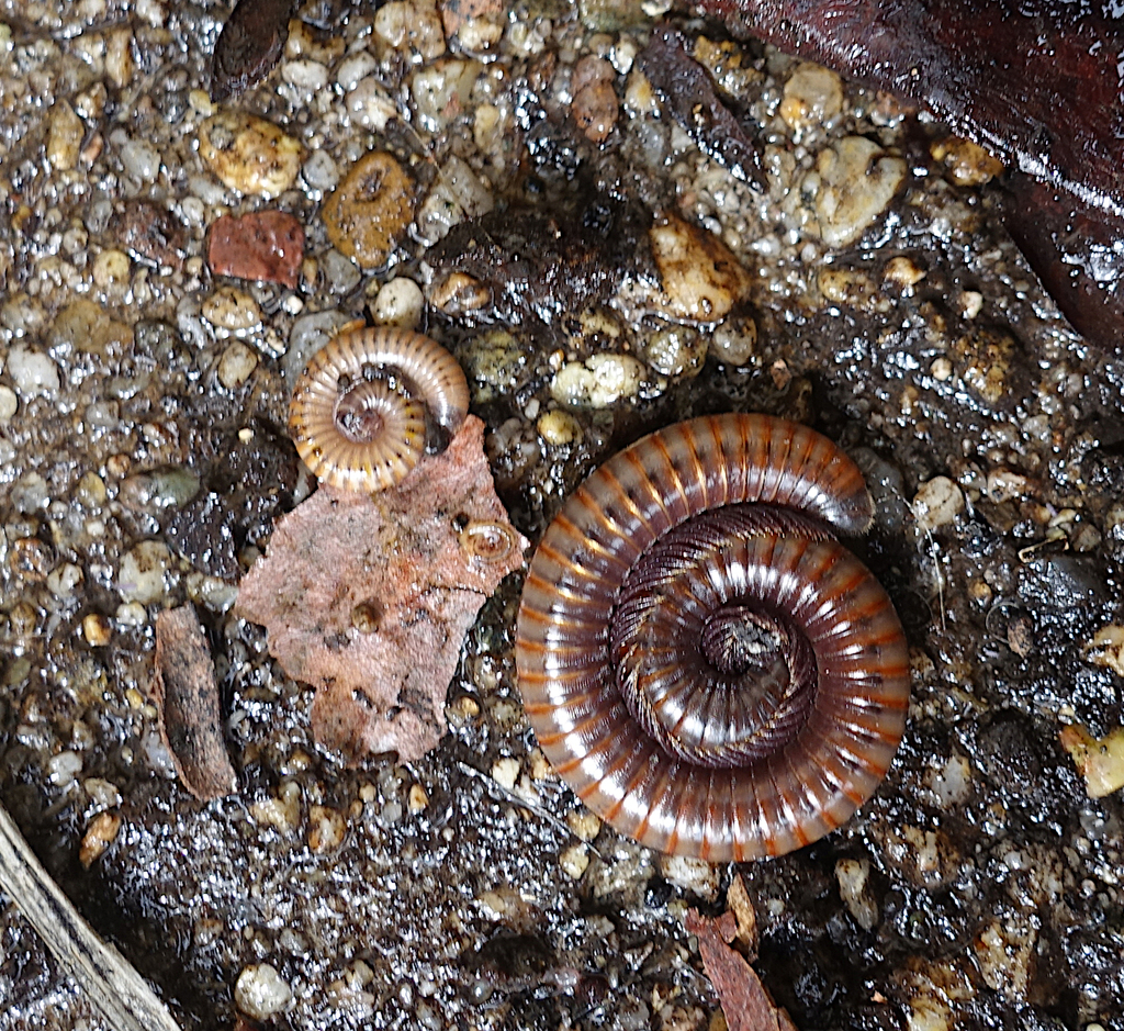 Hungarian Pachyiulus from 8800 Klutsohor, Sliven, Bulgarien on April 5 ...