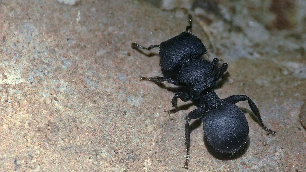 Cataulacus latus from Malad, Reserve Bank of India Staff Quarters ...