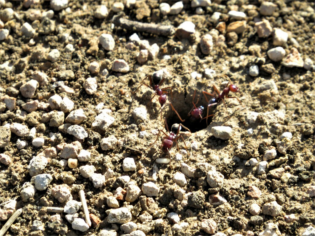 Meat Ants from Yanga NSW 2711, Australia on April 26, 2023 at 09:56 AM ...