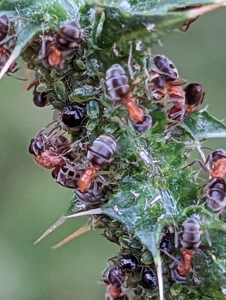 Western Velvety Tree Ant from Ramona, CA 92065, USA on May 17, 2023 at ...