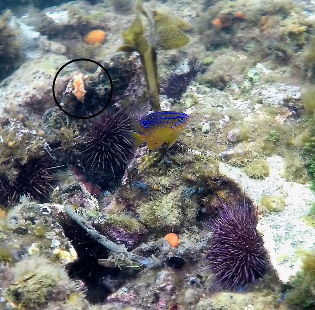 Scalyfin from Green Point, Brighton VIC 3186, Australia on December 6 ...