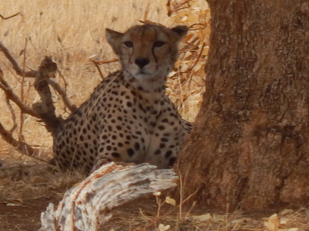 Southern and Eastern African Cheetah in April 2023 by bewambay ...