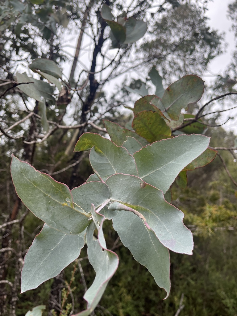 Silver Gum from Huon Valley, AU-TS, AU on May 18, 2023 at 03:18 PM by ...