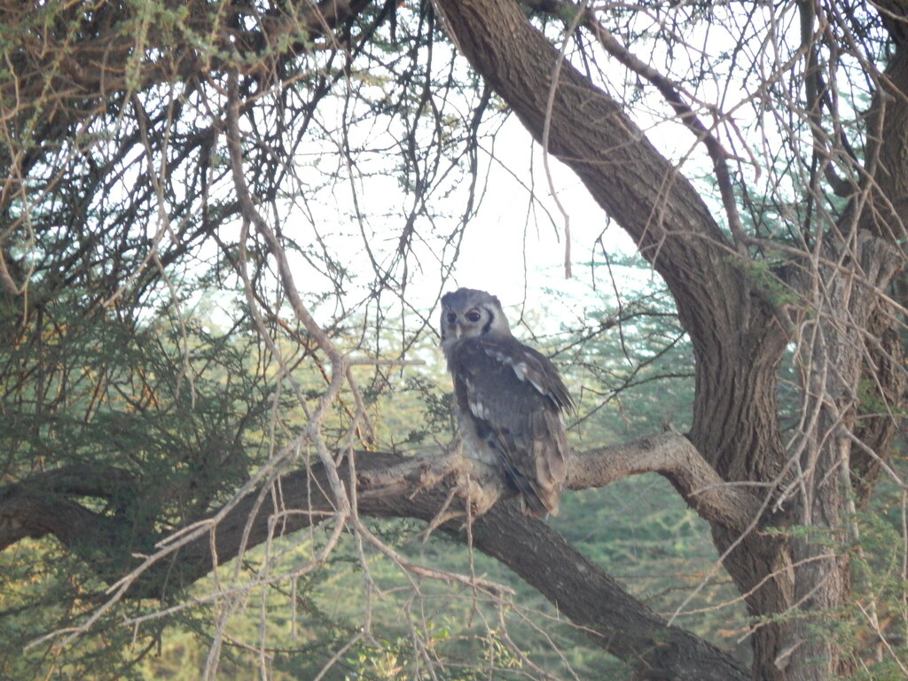 Verreaux's Eagle-Owl from Kenya on April 14, 2023 at 11:39 AM by ...