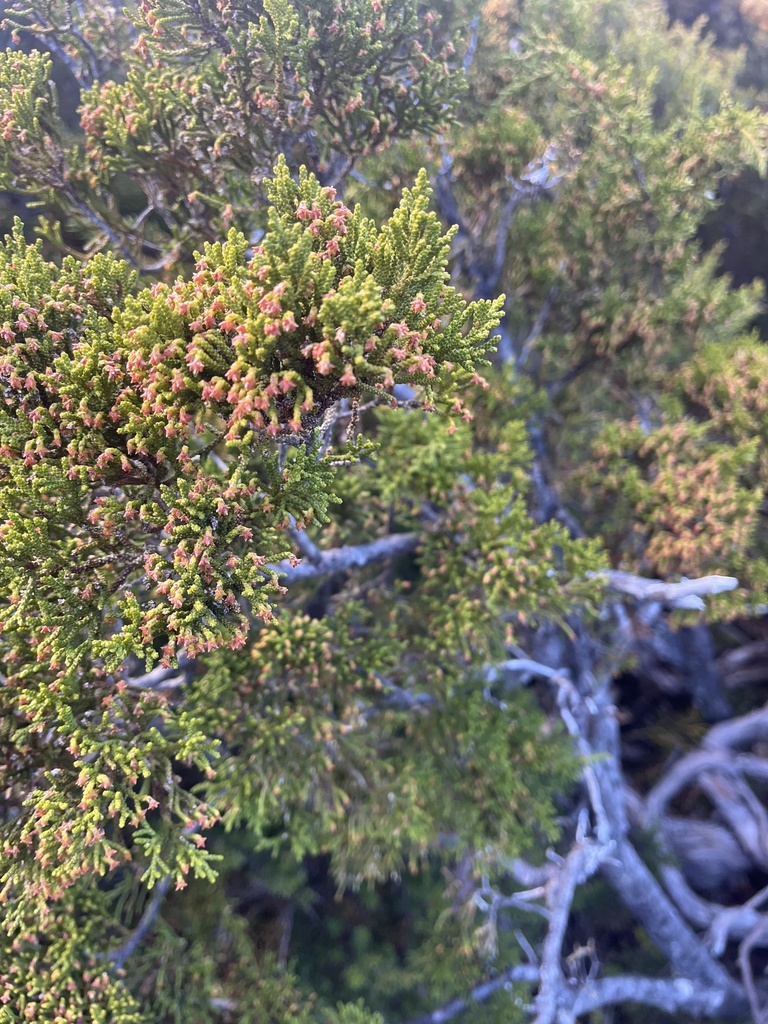 Mount Mawson pine in April 2023 by jimmy_cordwell · iNaturalist