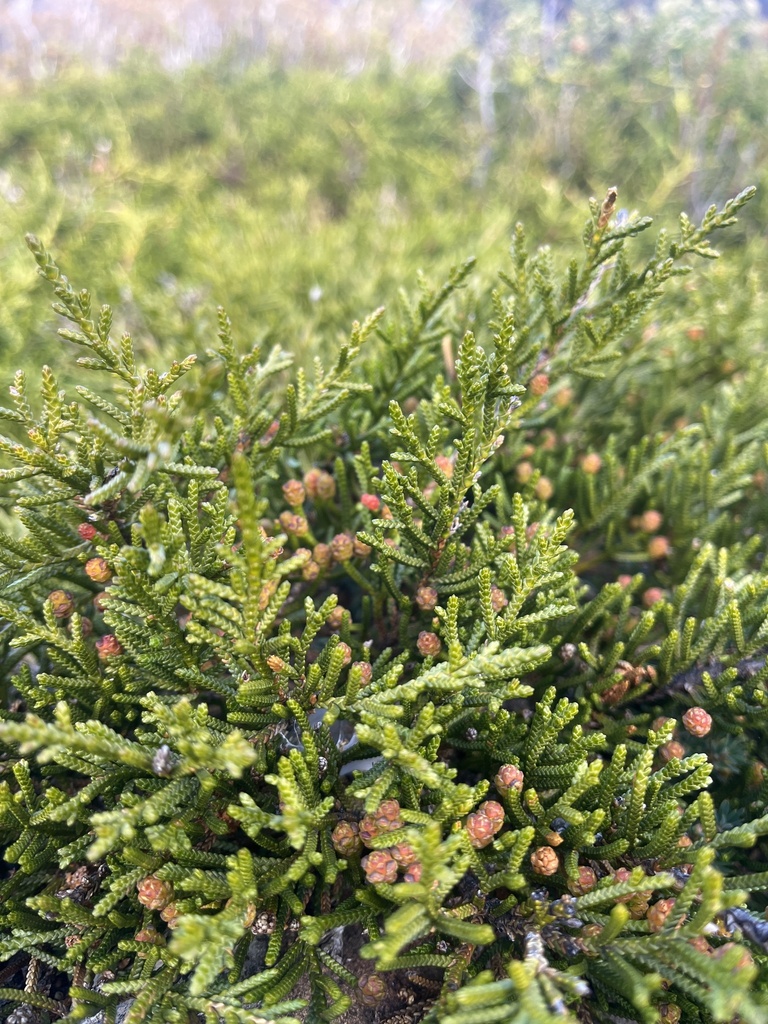 creeping strawberry pine (Microcachrys tetragona) - Botanical Realm