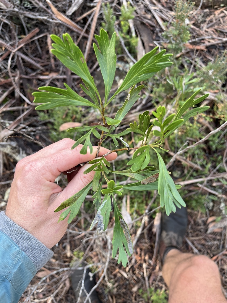 mountain guitar plant from Snug Tiers Nature Recreation Area, Snug, TAS ...