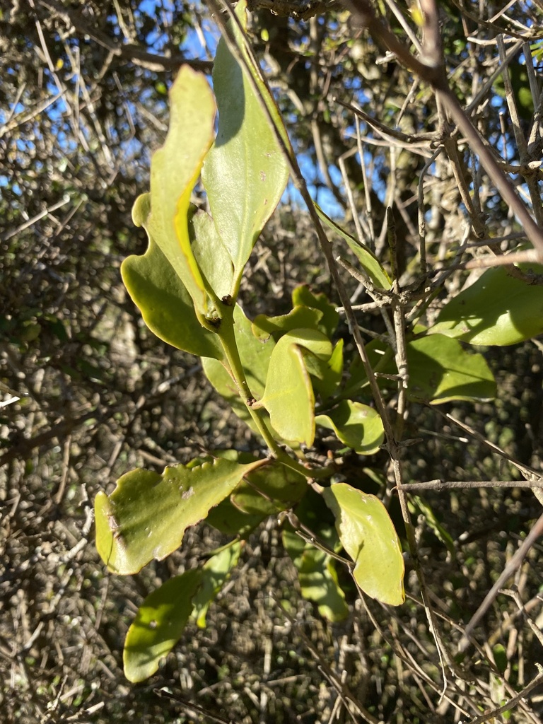Green mistletoe in May 2023 by rachelbarker · iNaturalist