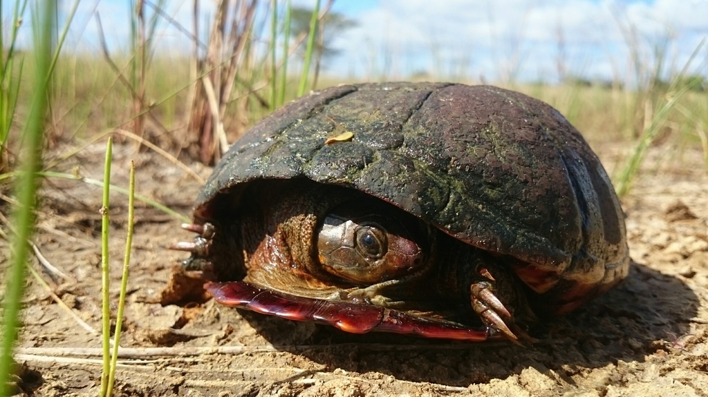 East African Black Mud Turtle from Unnamed Road, South Africa on ...