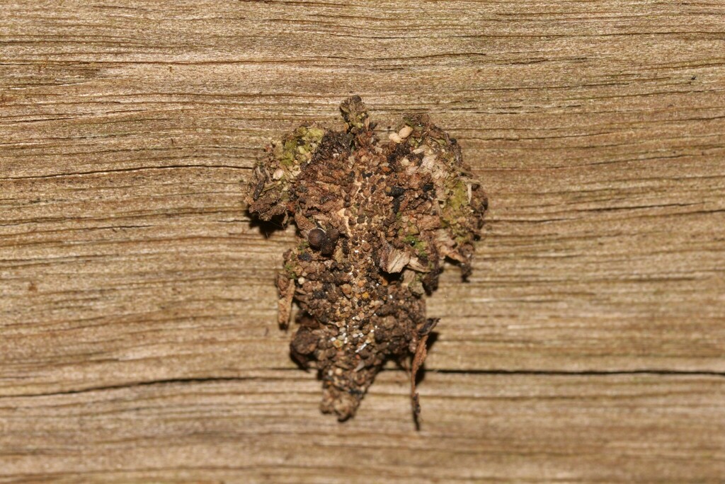 Australian bag moth from Port Macquarie NSW 2444, Australia on May 12 ...