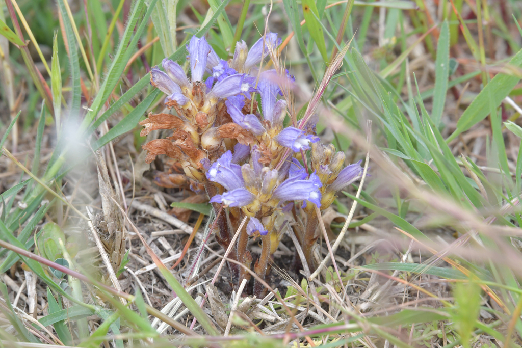 Yarrow Broomrape from Каякентский р-н, Респ. Дагестан, Россия on May 12 ...