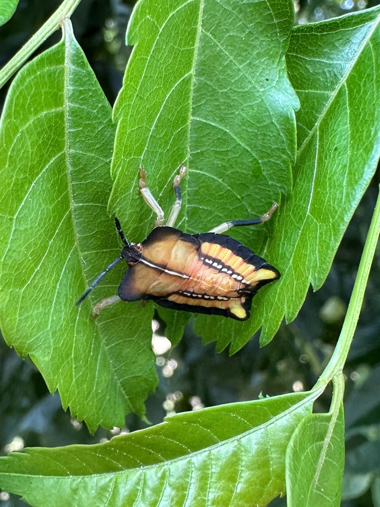 Lychee Stink Bug from 臺灣島, 中山區, TPE, TW on May 18, 2023 at 07:13 AM by ...