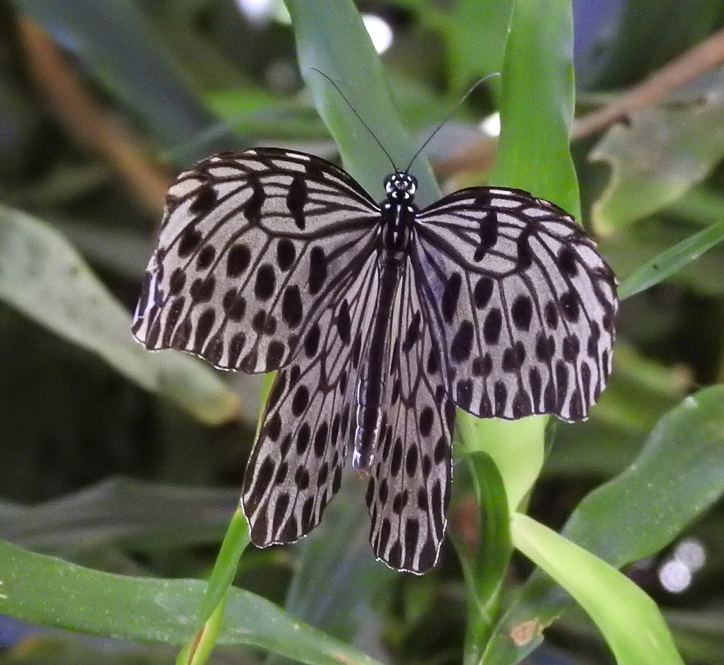 Common Tree Nymph from 89300 Ranau, Sabah, Malaysia on May 17, 2023 at ...