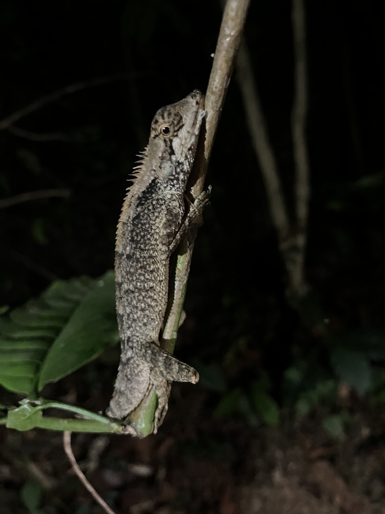Roux's Forest Lizard from Mandagadde Bird Sanctuary, Shivamogga, KA, IN ...