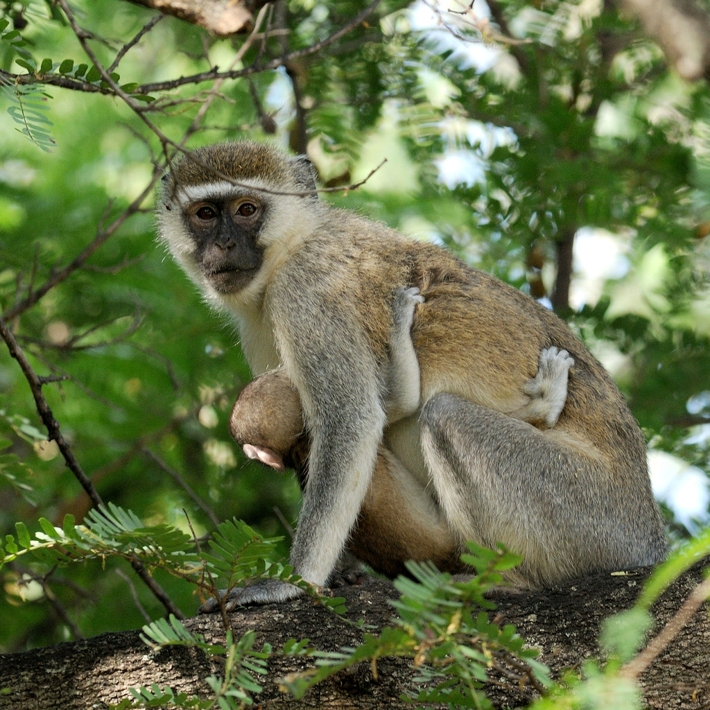 Hilgert's Vervet Monkey from Meru N.n Park, Kenya on February 21, 2008 ...