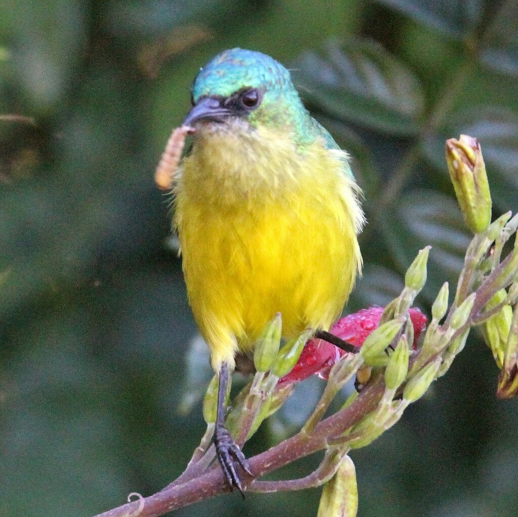 Southern Collared Sunbird from Garden Route Botanical Garden on May 15 ...
