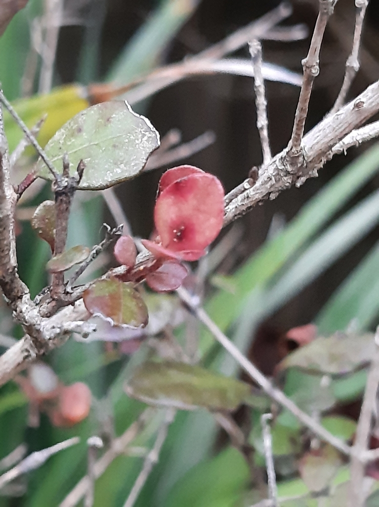 Myrtle Rust from Hokowhitu, Palmerston North, New Zealand on May 18 ...