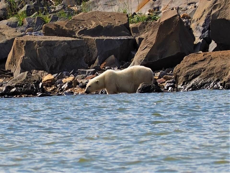 Polar Bear in August 2018 by wzwqoo · iNaturalist