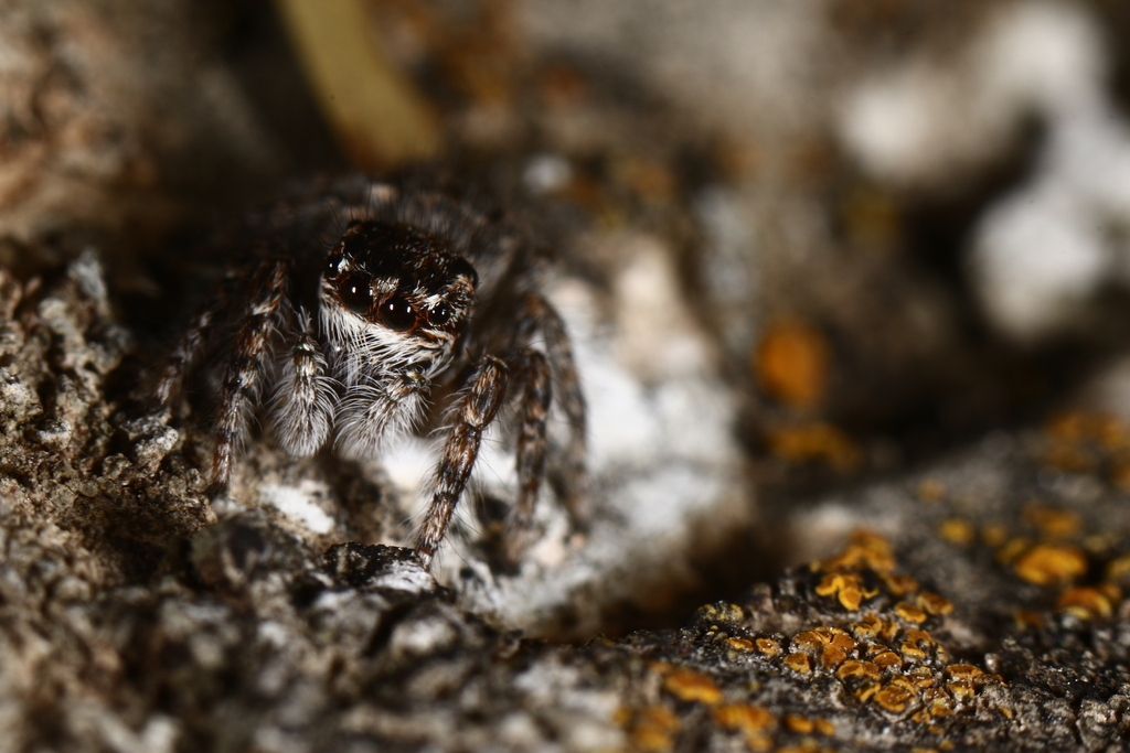 Red-bellied Jumping Spider from עמנואל on February 9, 2021 at 01:08 PM ...