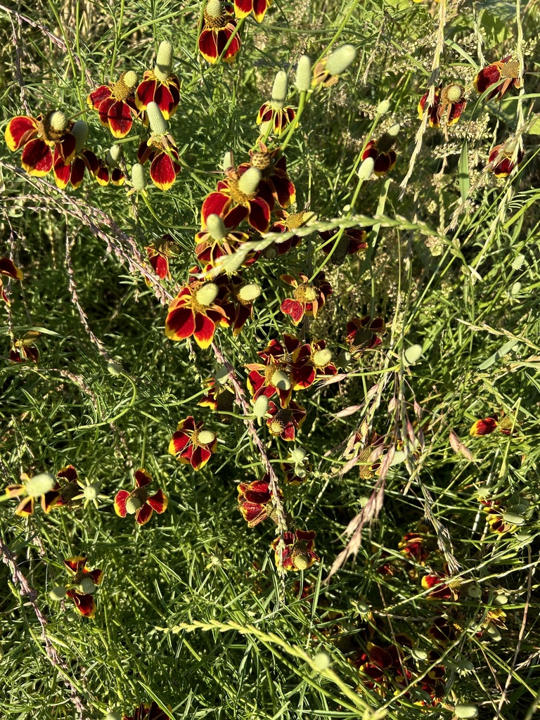 upright prairie coneflower from Van Worth St, Mansfield, TX, US on May ...