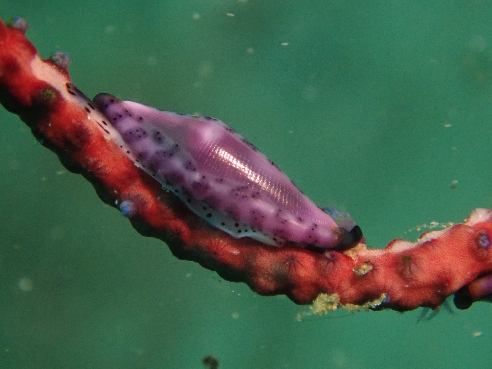 Primovula Thiele, 1925