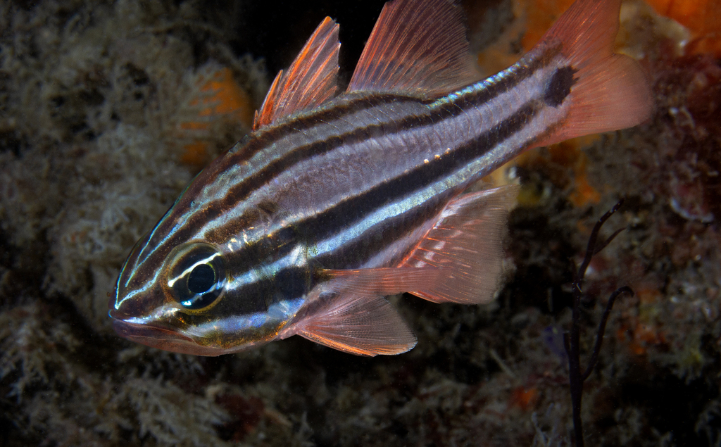 Sydney Cardinalfish from Fly Point, Nelson Bay NSW 2315, Australia on ...