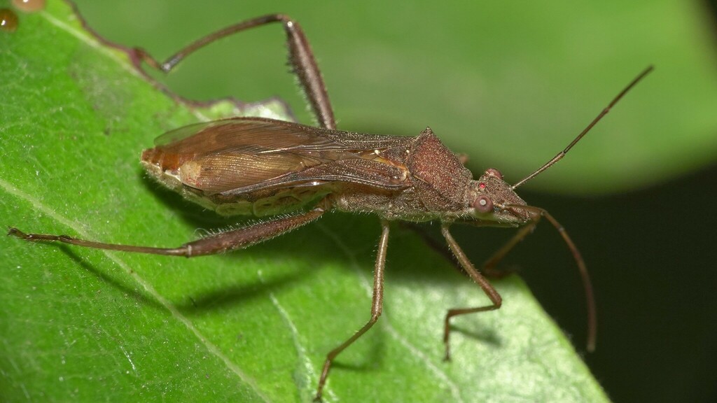 Riptortus pedestris from Sasunavghar, Maharashtra, India on May 7, 2023 ...